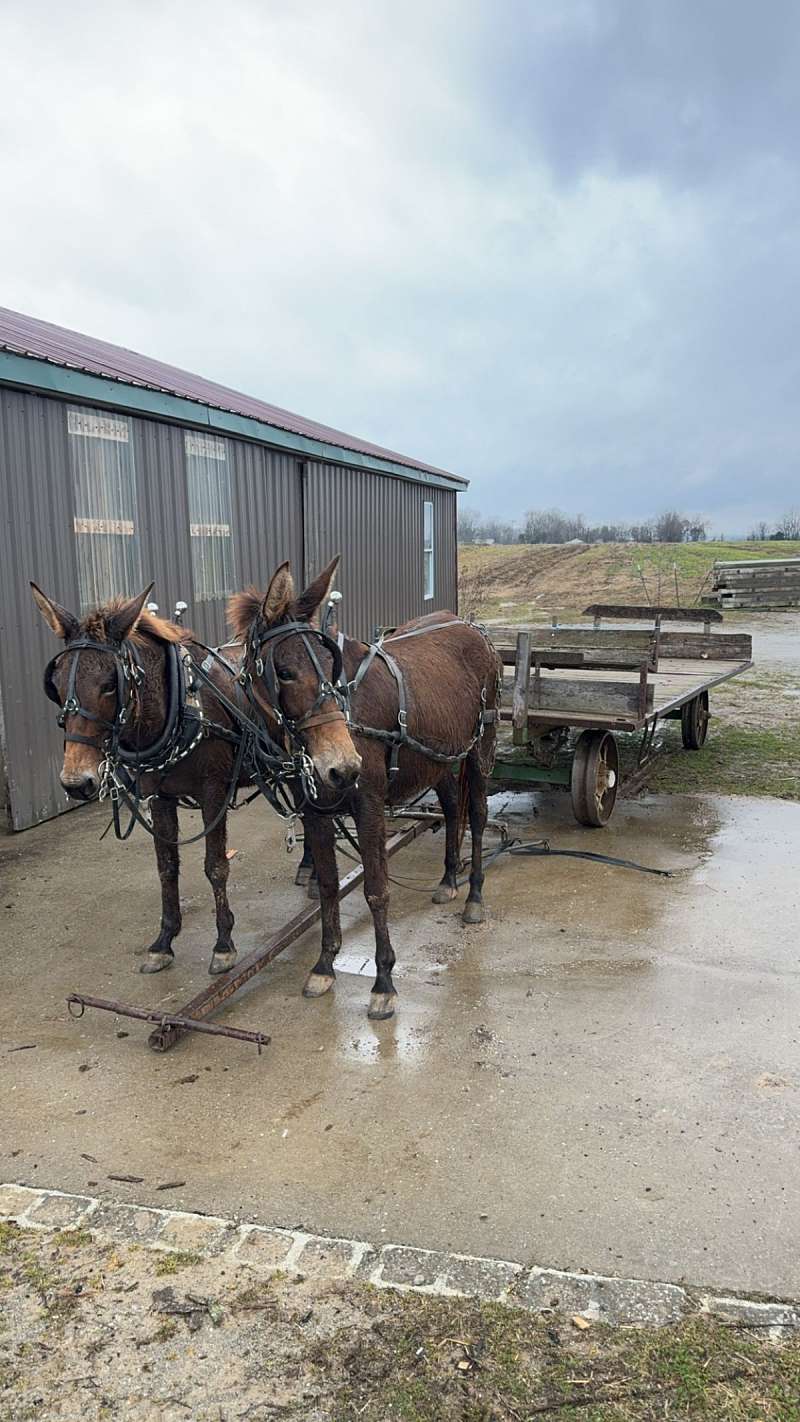 Matching Team of Mules