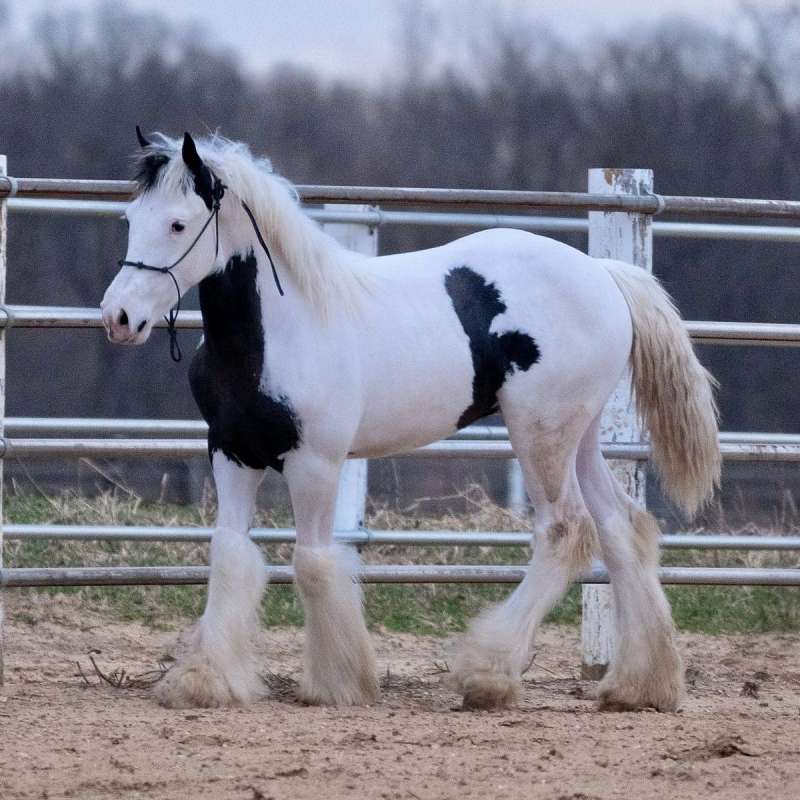 Stunning Gypsy Vanner Colt