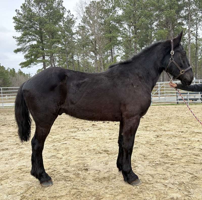 Gentle Percheron Cross