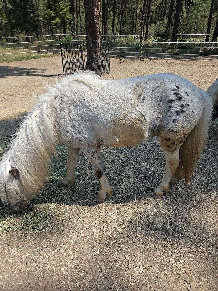 Falabella/ Miniature Horse