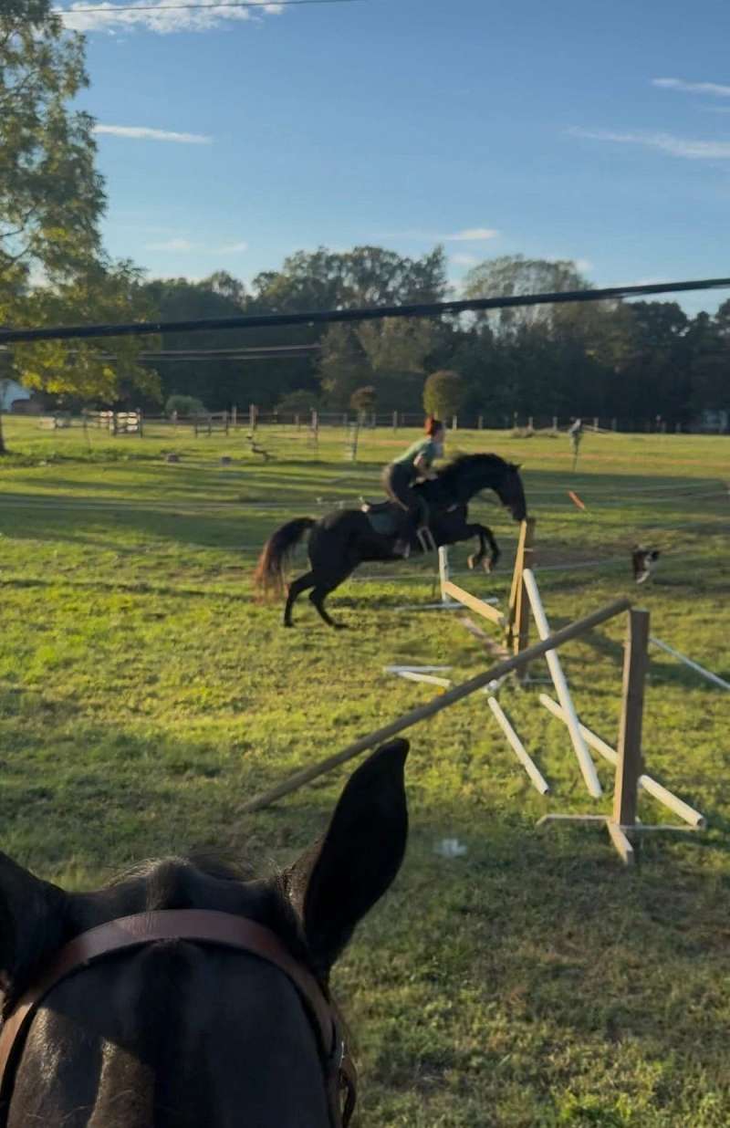 Gorgeous Morgan Cross Gelding