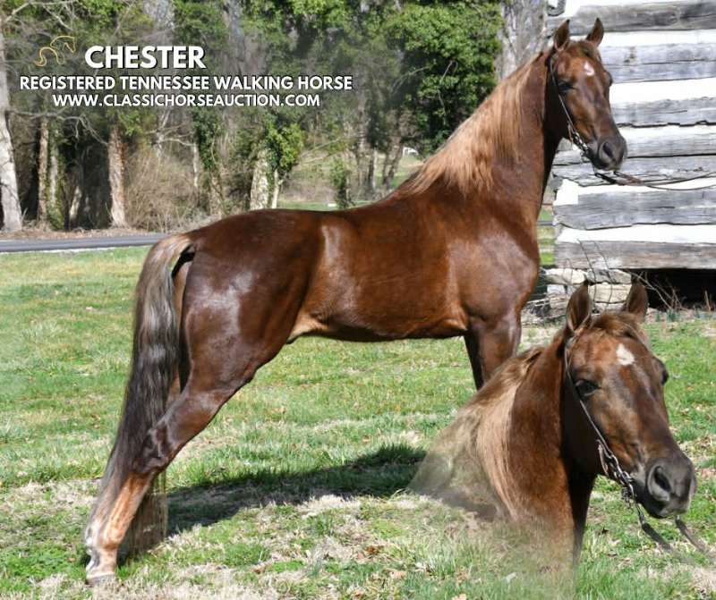 Registered Chestnut Tennessee Walking Horse