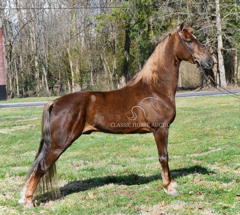 Registered Chestnut Tennessee Walking Horse