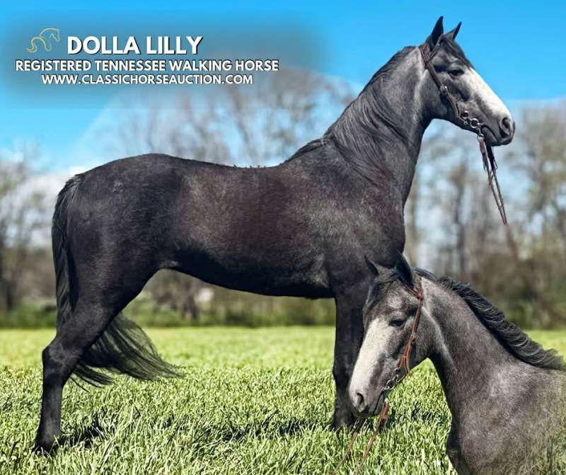 Registered Grey Tennessee Walking Horse Mare