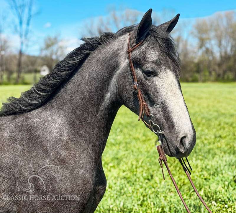 Registered Grey Tennessee Walking Horse Mare