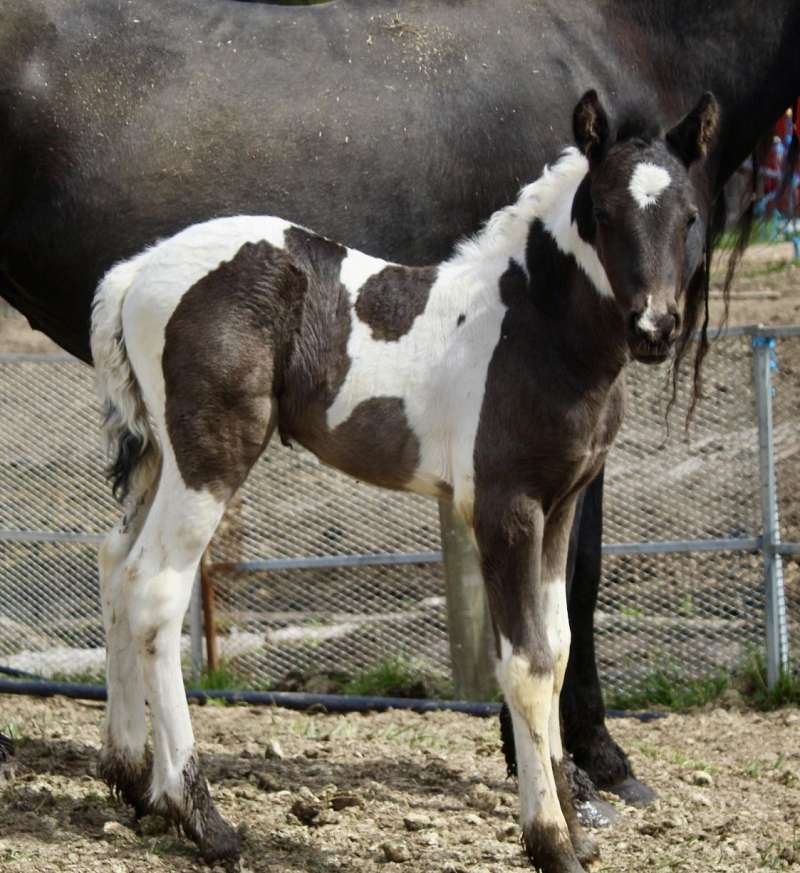 Gypsian Filly! “Promise”