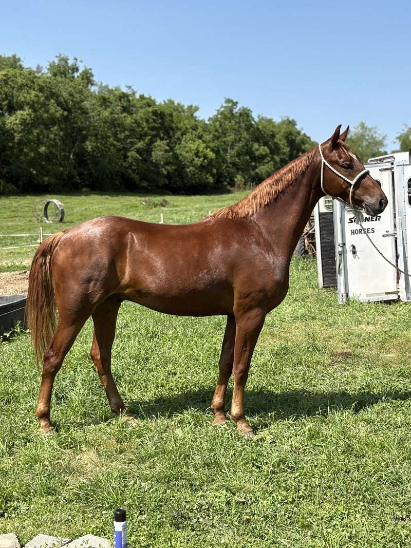 4yo Georgian Grande.