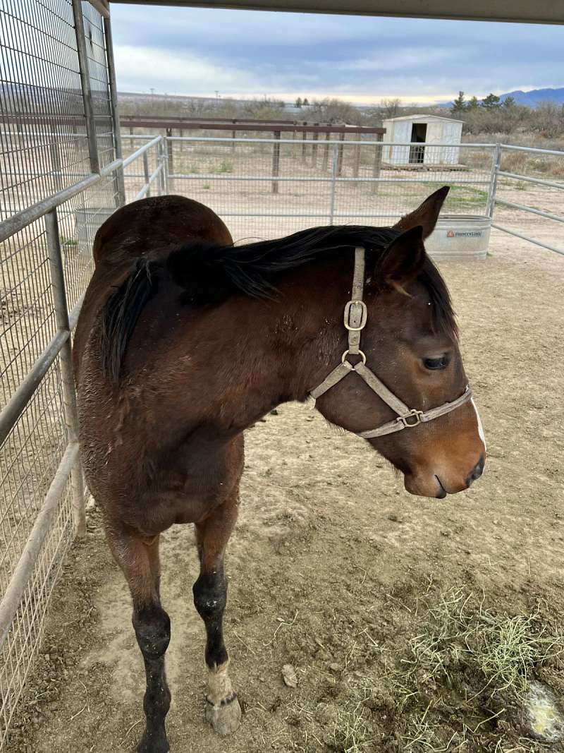 Yearling Filly