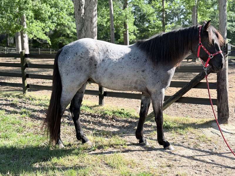 Diesyl | Coming 3yo **Blue Roan** Percheron/QH (Hancock Lines) Cross