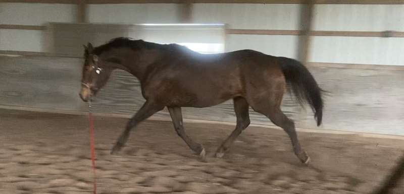 Pending—Grey 2025 Registered Irish Sport Horse Colt