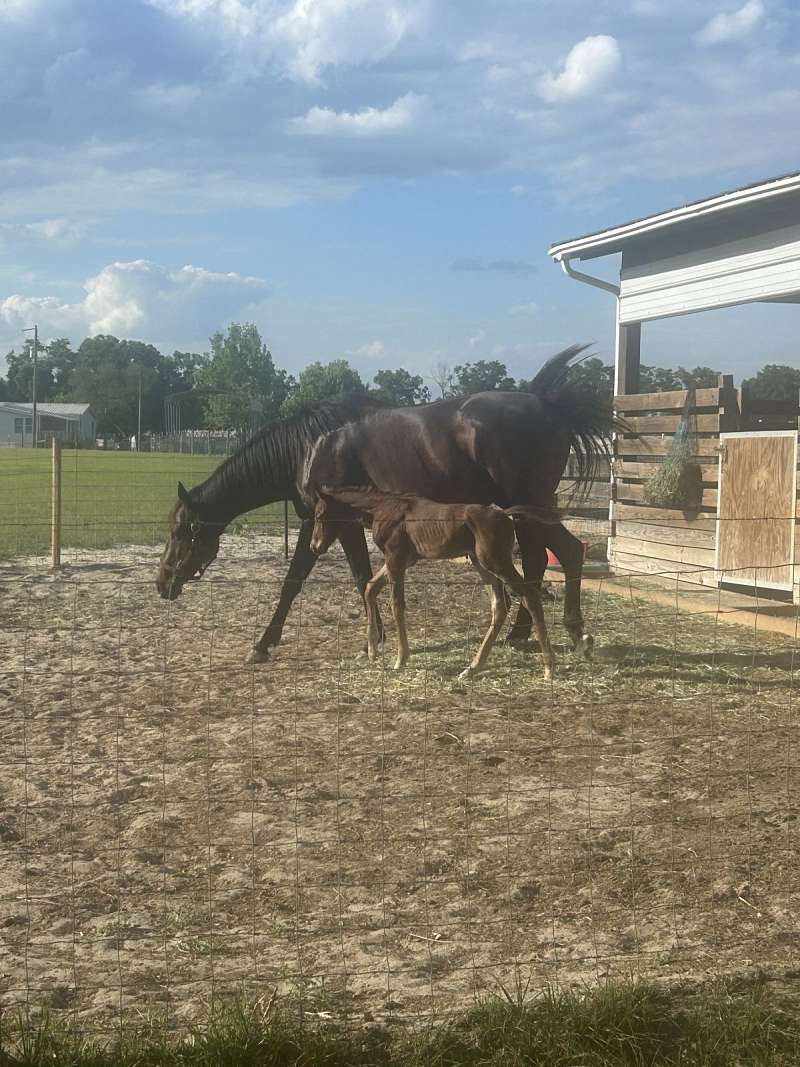 Racing Syndicate Shares in a Future Race Horse!