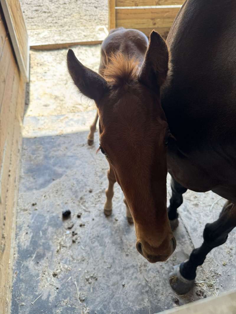 Racing Syndicate Shares in a Future Race Horse!