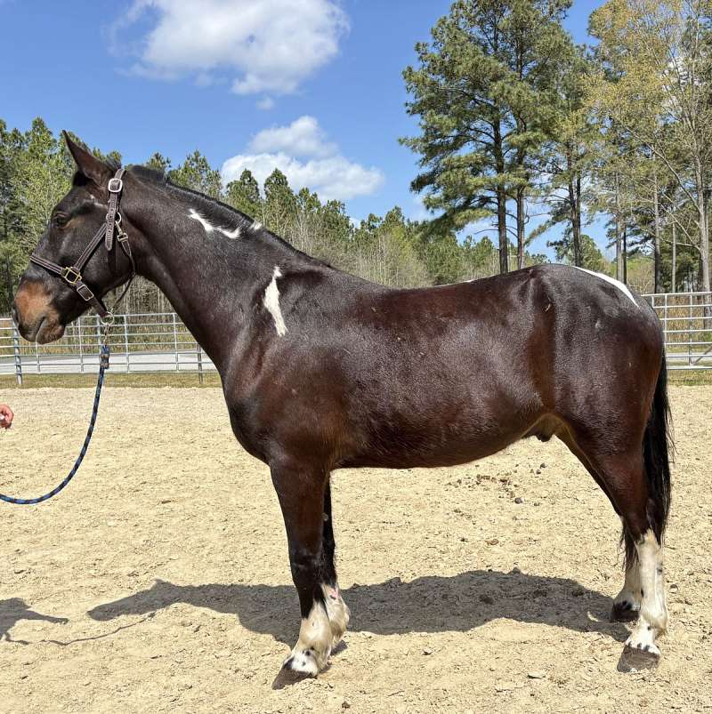 Nice Paint Gelding