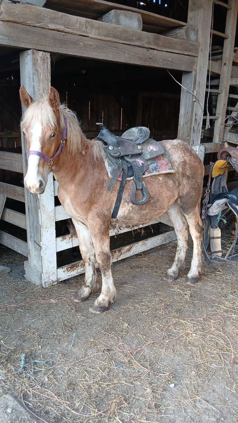Yearling Belgian Filly