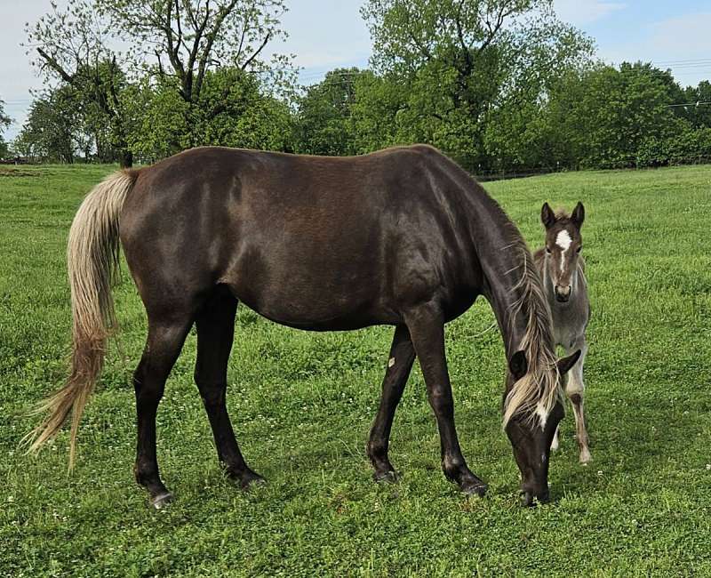 Fancy Silver Dapple Filly
