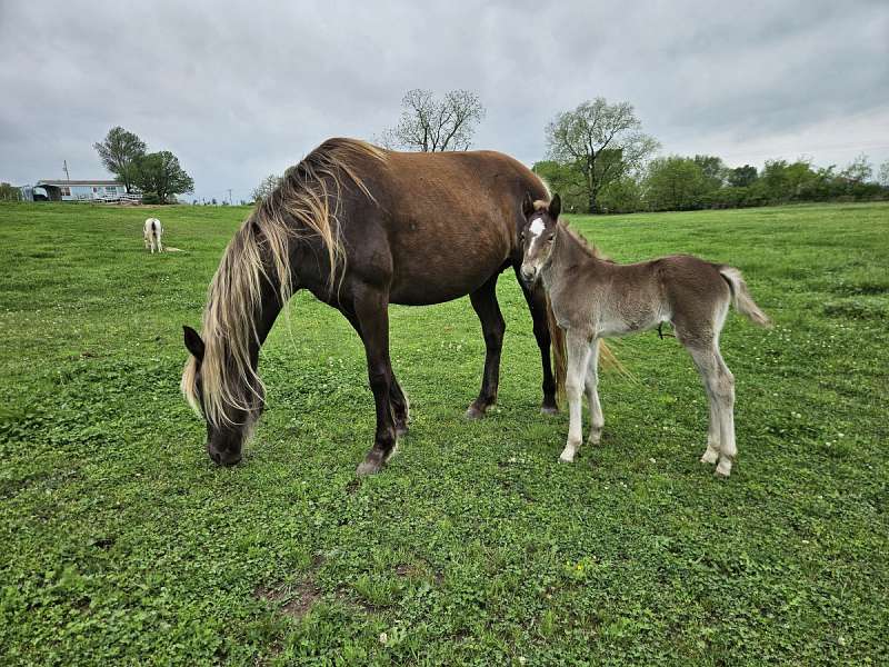Fancy Silver Dapple Filly