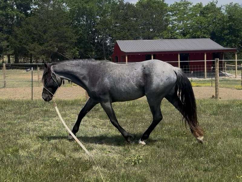 2 Year Old Blue Roan Friesian X QH Filly