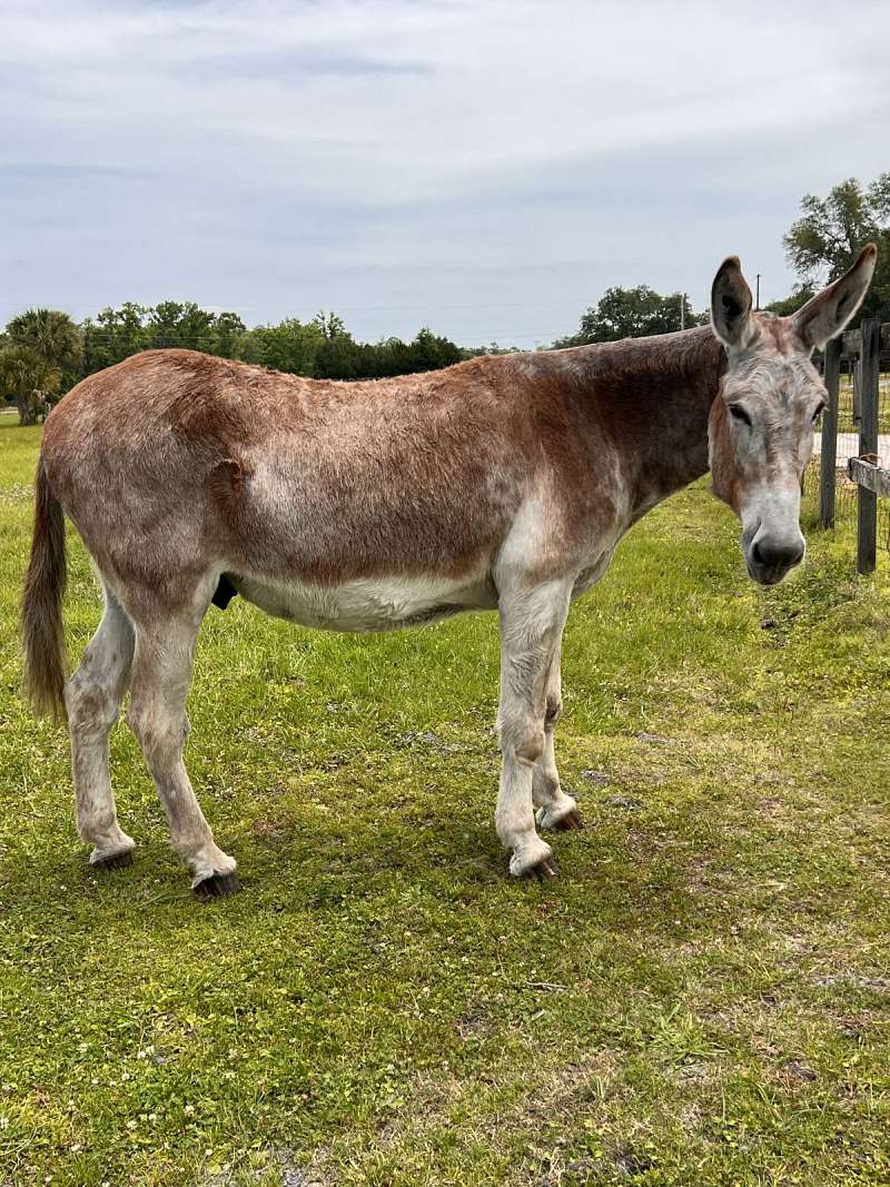 Donkeys for Sale in Florida