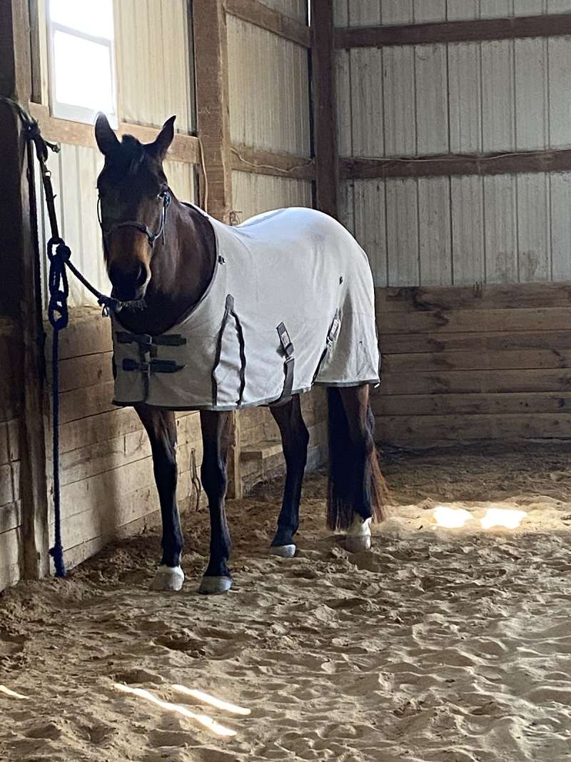 AQHA, 16 Hand , Gelding, Shown Local Show/ Trail Ridden