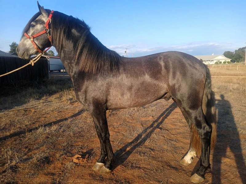 2023 Grey Andalusian Baroque Type Colt