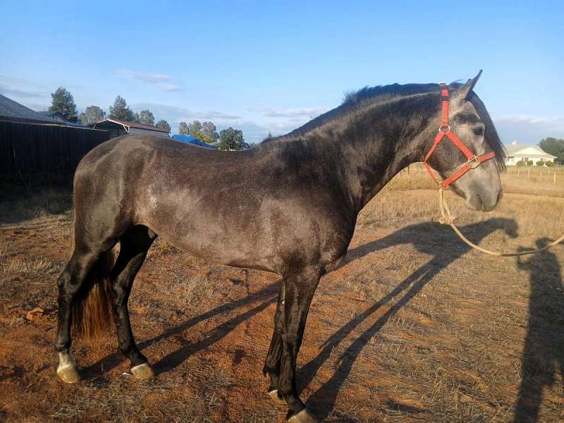 2023 Grey Andalusian Baroque Type Colt