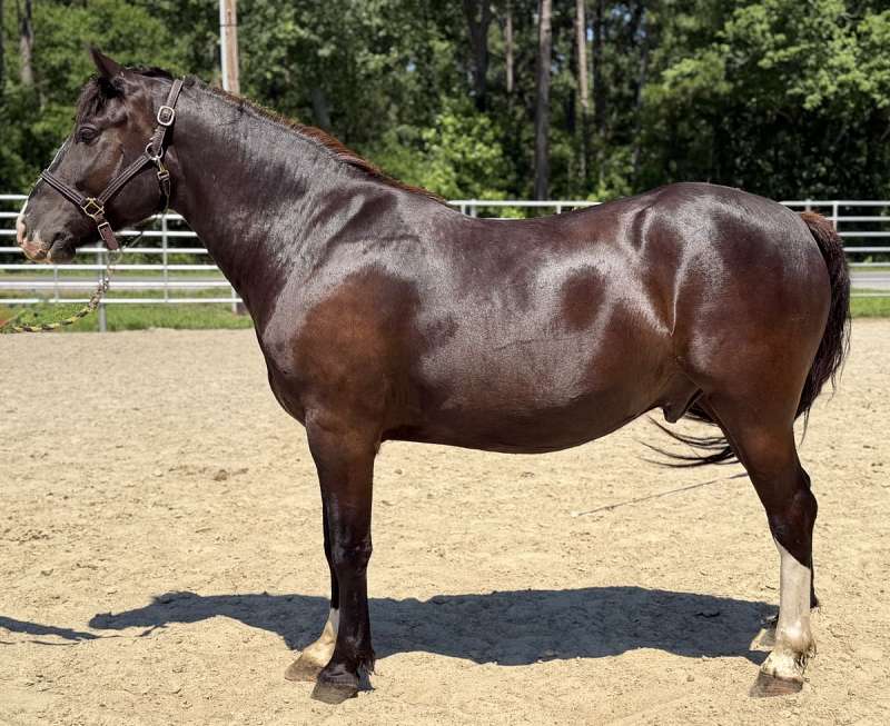 Sporty Percheron QH