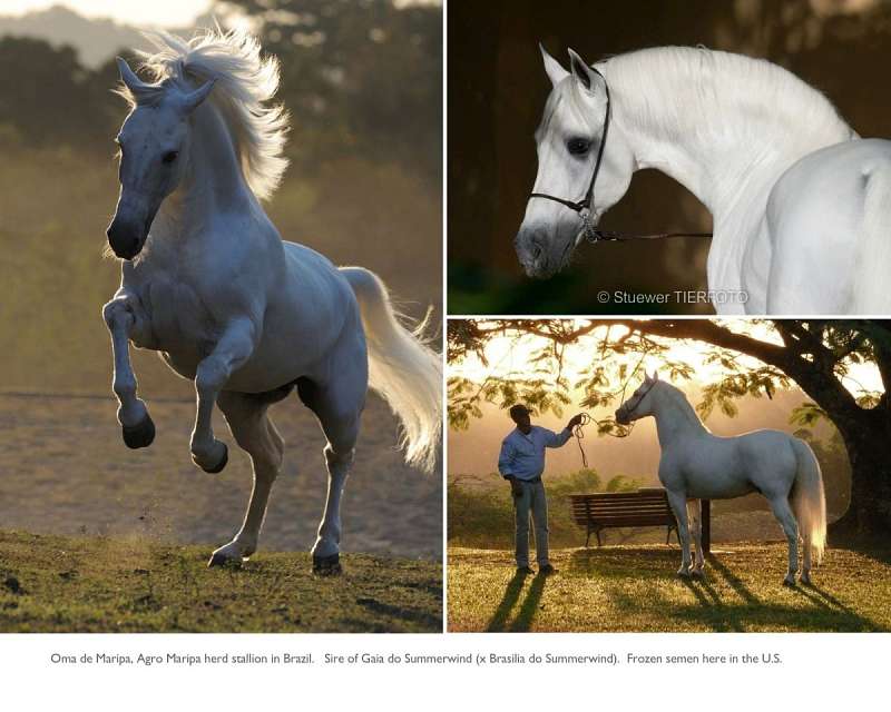 Horses for Sale by Breed