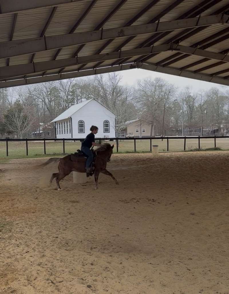 Affordable Horseback riding and horsemanship lessons