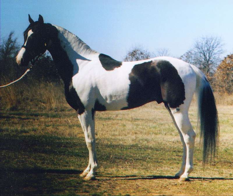Pinto Stallions in United States