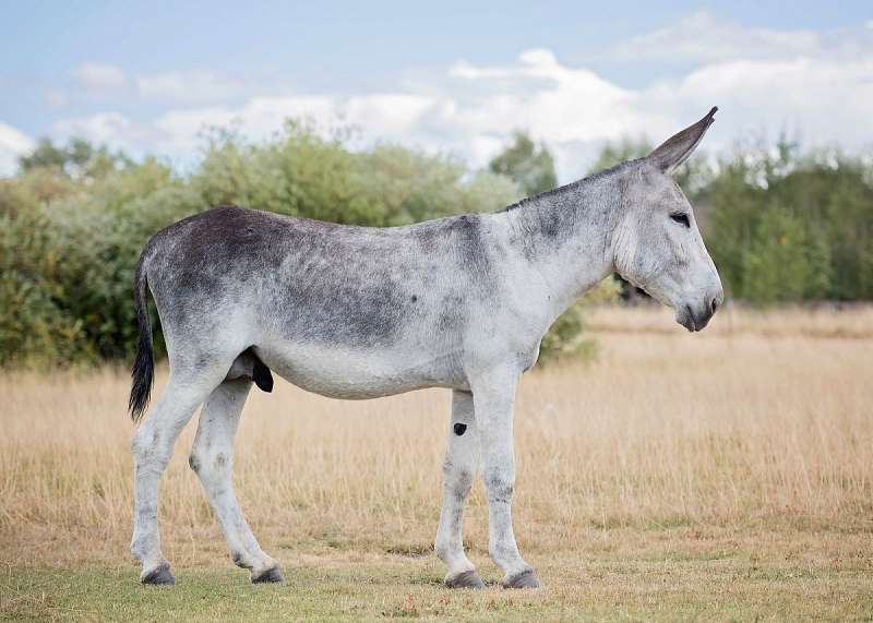 Stunning Blue Roan Mammoth Jack