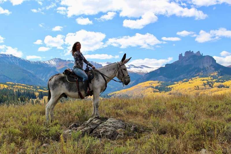 Stunning Blue Roan Mammoth Jack