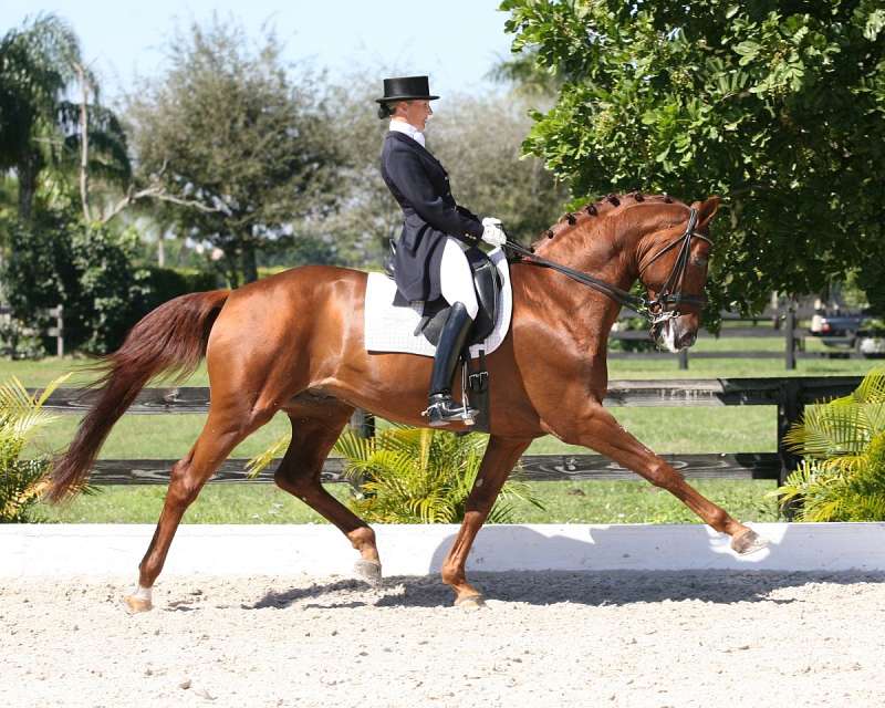 Hanoverian Stallion Directory