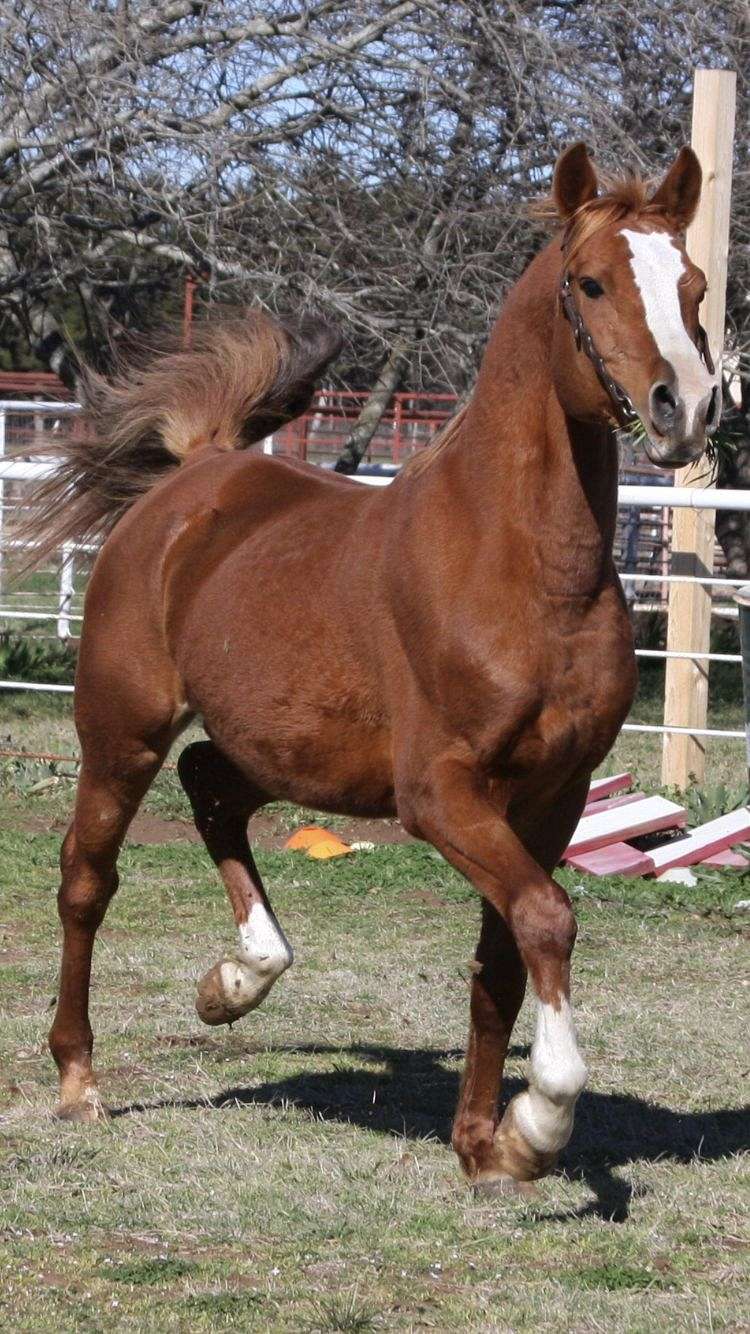 Racing Stallions in United States