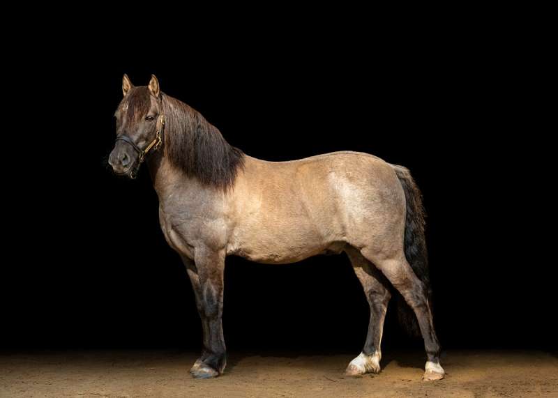 Welsh Pony Stallion Directory