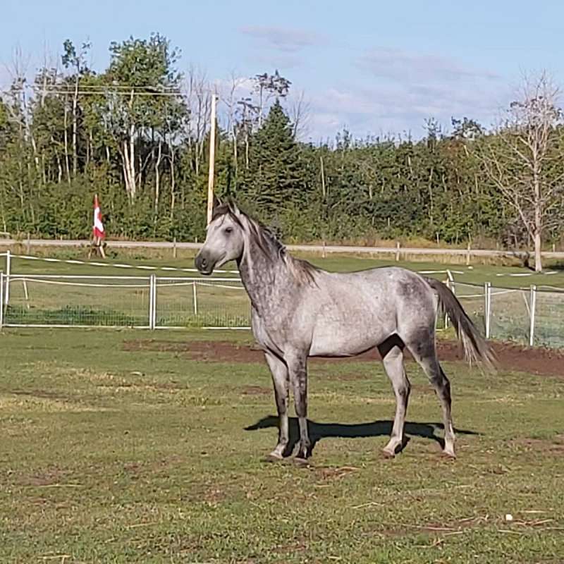 Western Pleasure Stallion Directory