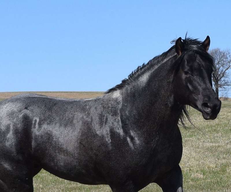 Blue Roan Stallion Directory