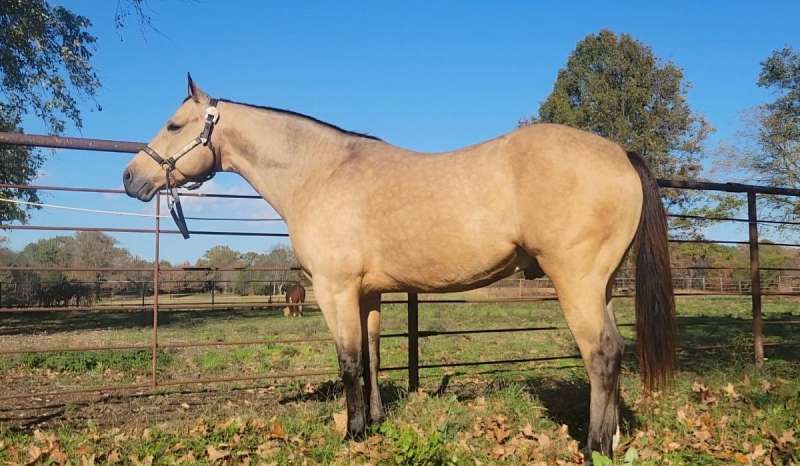 Quarter Horse Stallion Directory