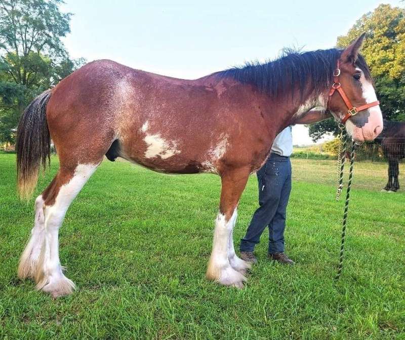 Draft Stallion Directory