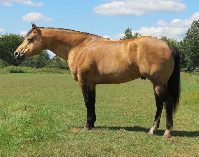 Heza Sexy Fella - Buckskin World Champion; Aabha Congress Champion