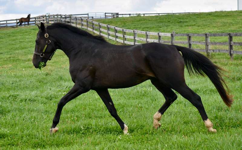Irish Draught Stallion Directory