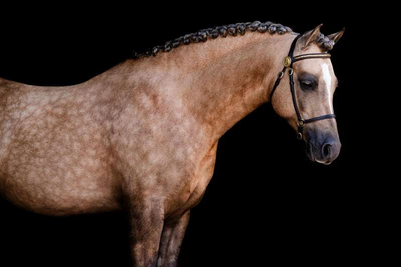 Pony Performance Stallion Directory