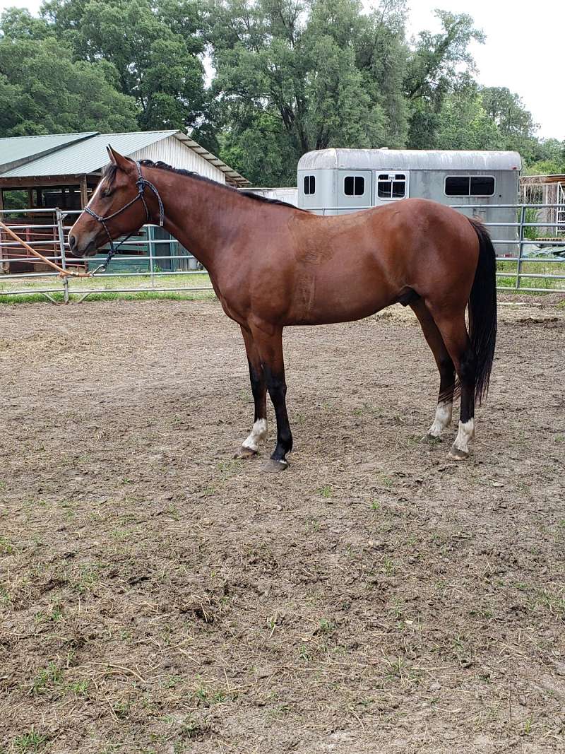 Halter Stallions in Florida