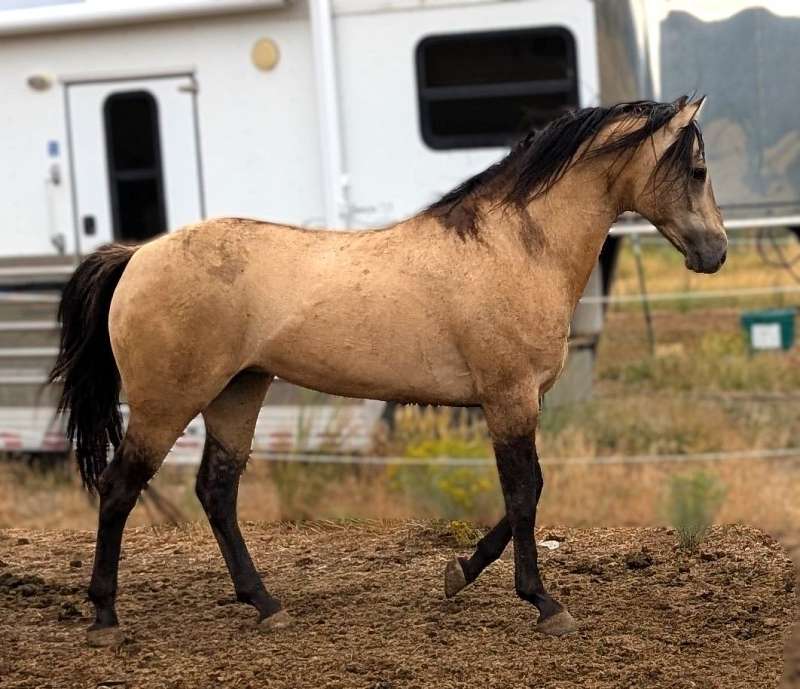 Dunskin Stallion Directory