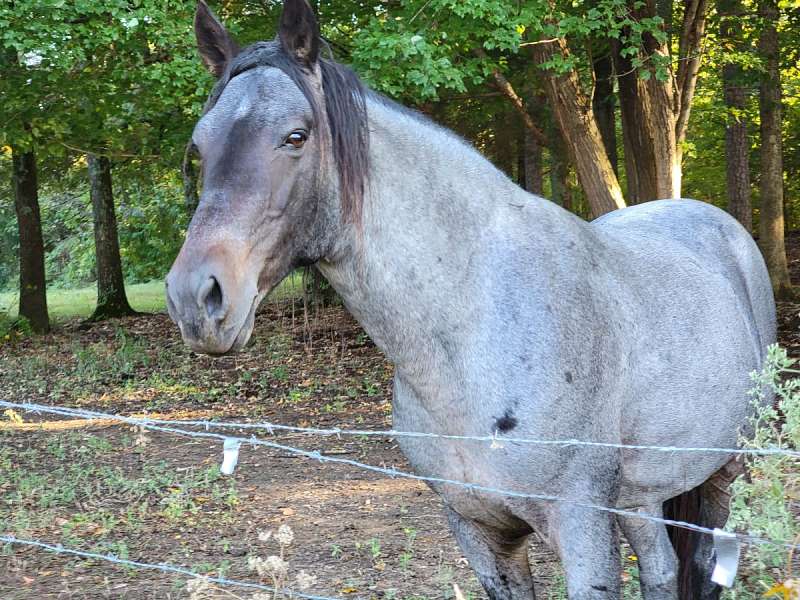 Field Hunter Stallions in North Carolina