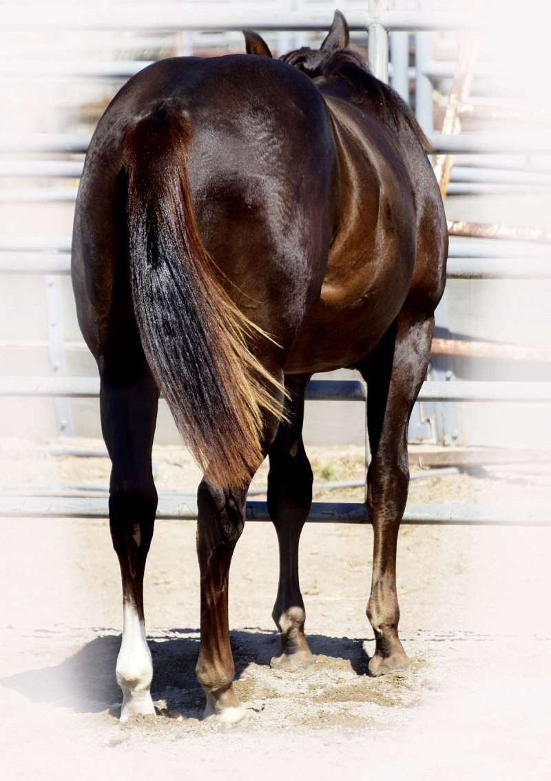 Liver Chestnut Quarter Horse