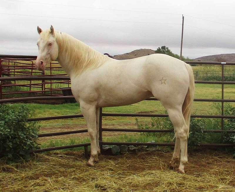 Cremello Quarter Horse Stallion Directory