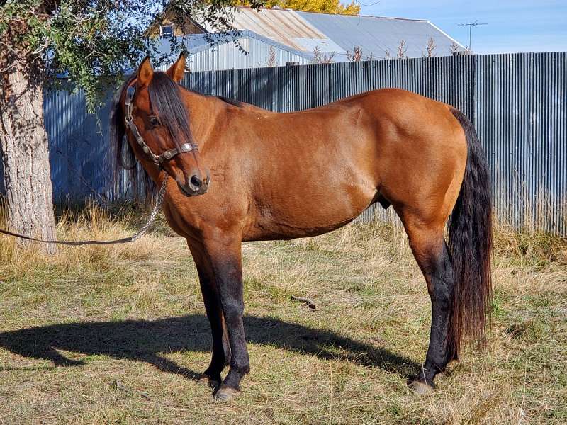 Quarter Horse Stallion Directory for Nebraska