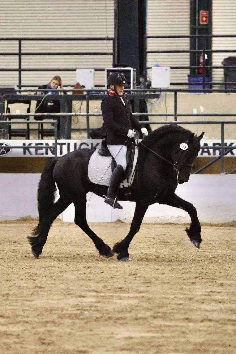 Friesian Stallion Ster Sport AA 3rd level dressage Superior Bloodline