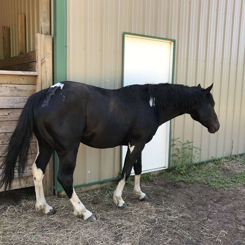 Pinto Stallion Directory