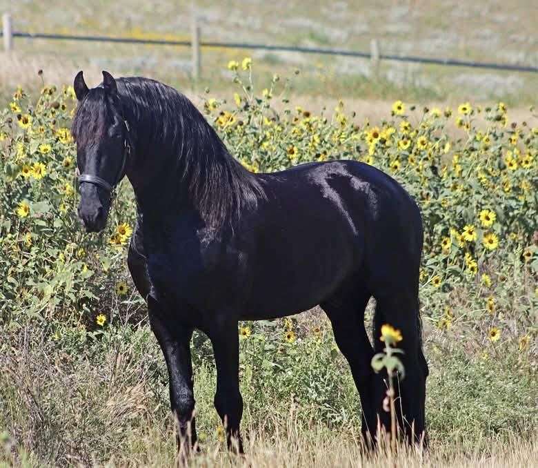 Friesian Stallion Directory